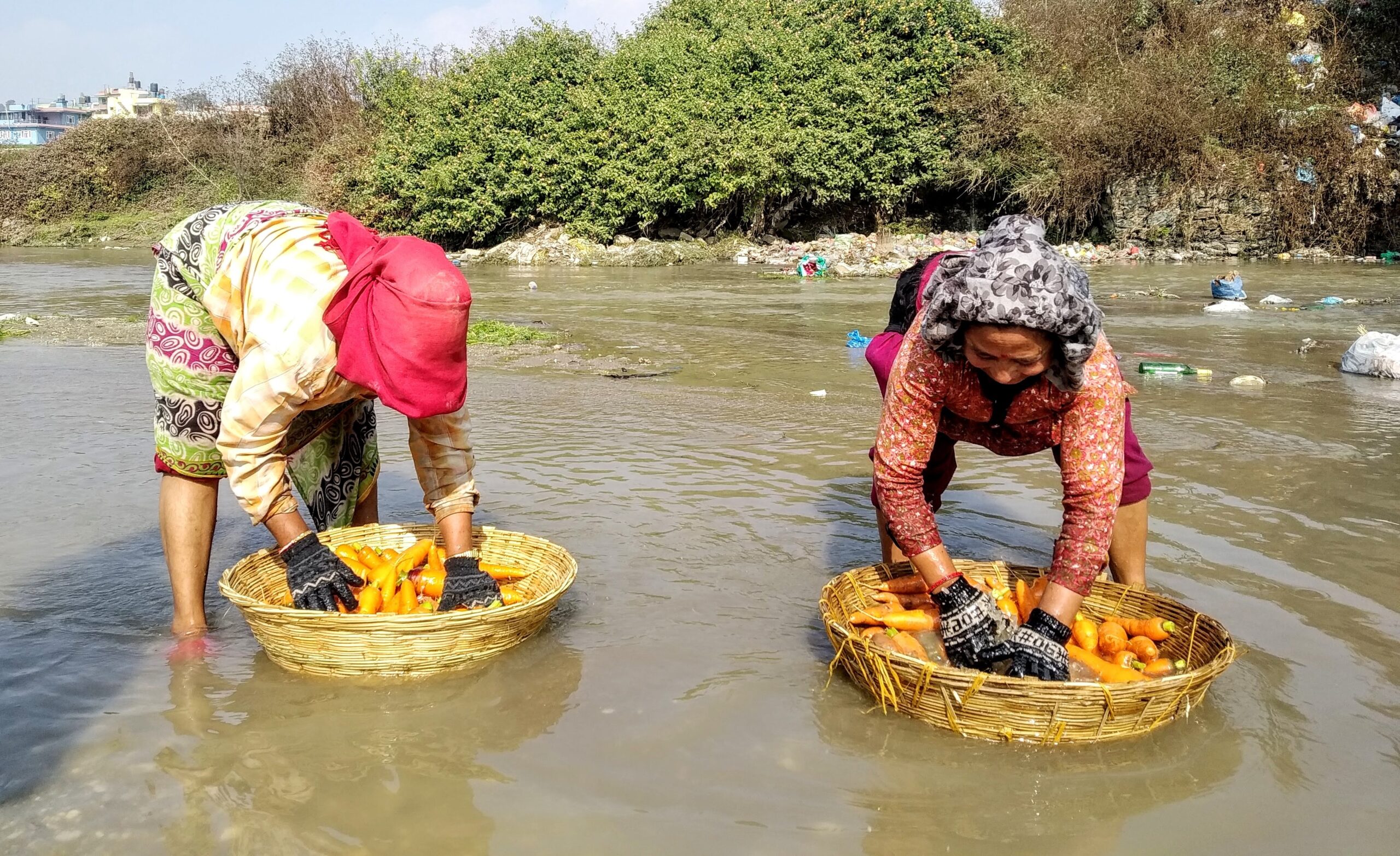 Environmental Sampling Detects Typhoid Bacteria In Nepal Take On Typhoid